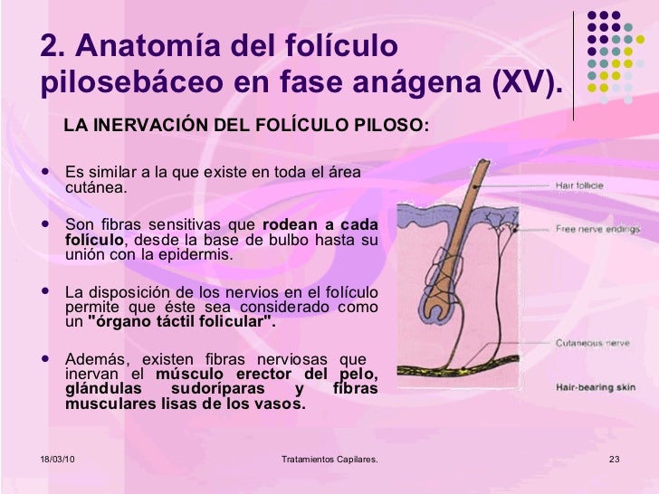 Foliculo Piloso Genital Infectado
