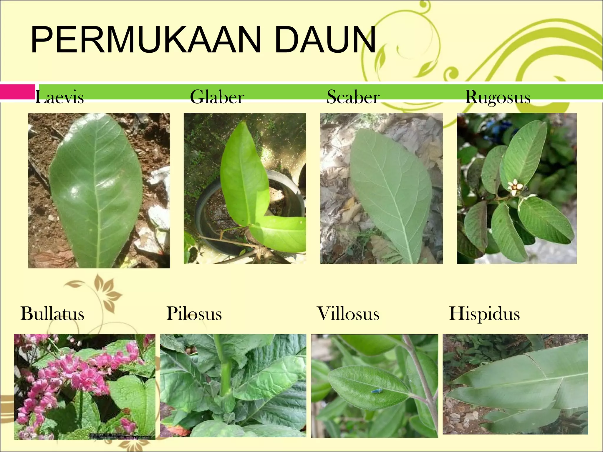 KONSEP FOLIUM (Daun) | PPT