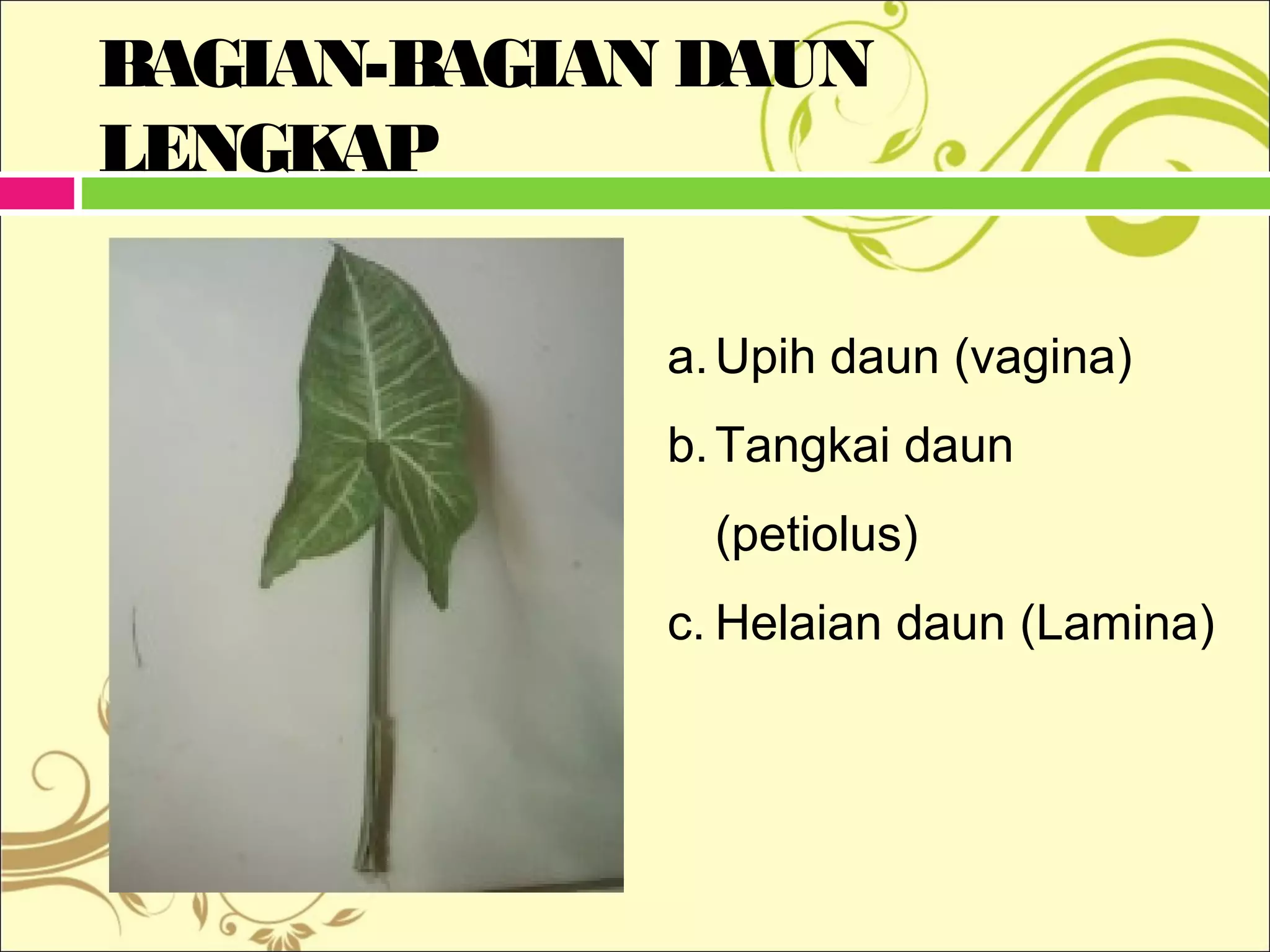 KONSEP FOLIUM (Daun) | PPT