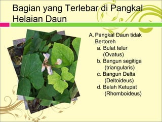 KONSEP FOLIUM (Daun) | PPT