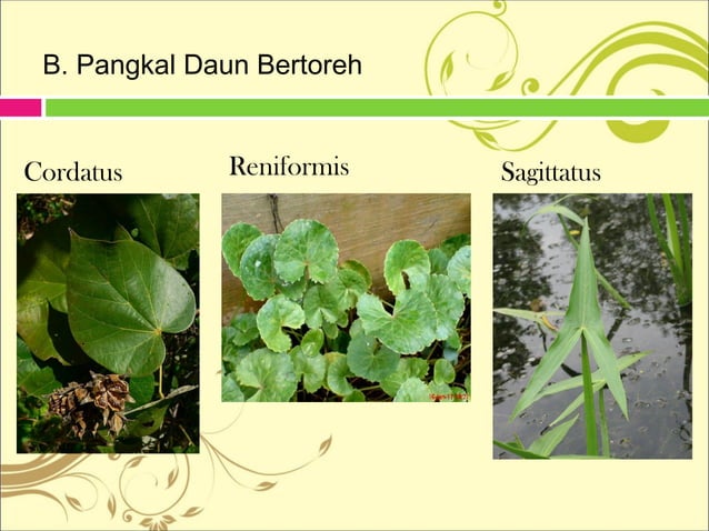 KONSEP FOLIUM (Daun) | PPT