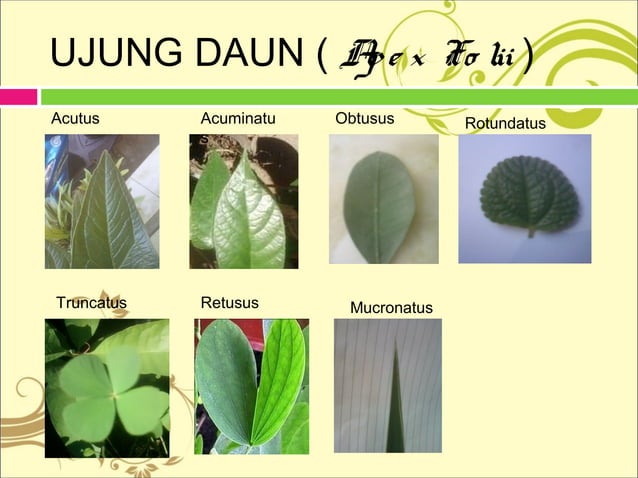 KONSEP FOLIUM (Daun) | PPT