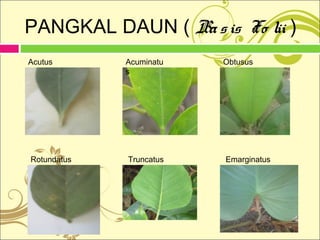KONSEP FOLIUM (Daun) | PPT