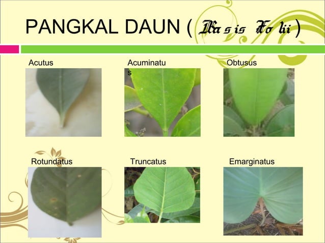 KONSEP FOLIUM (Daun) | PPT