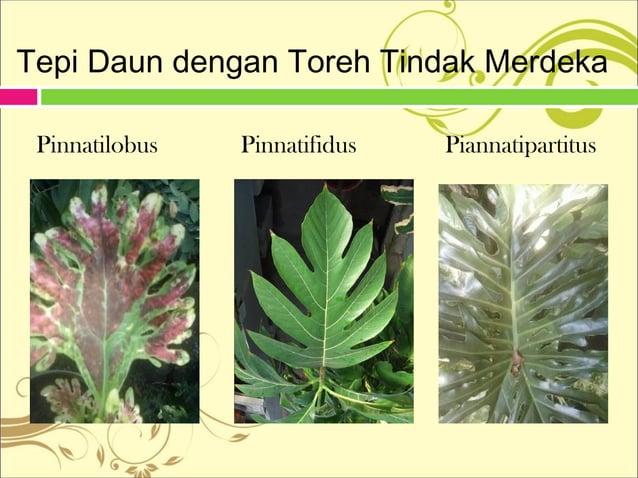 KONSEP FOLIUM (Daun) | PPT