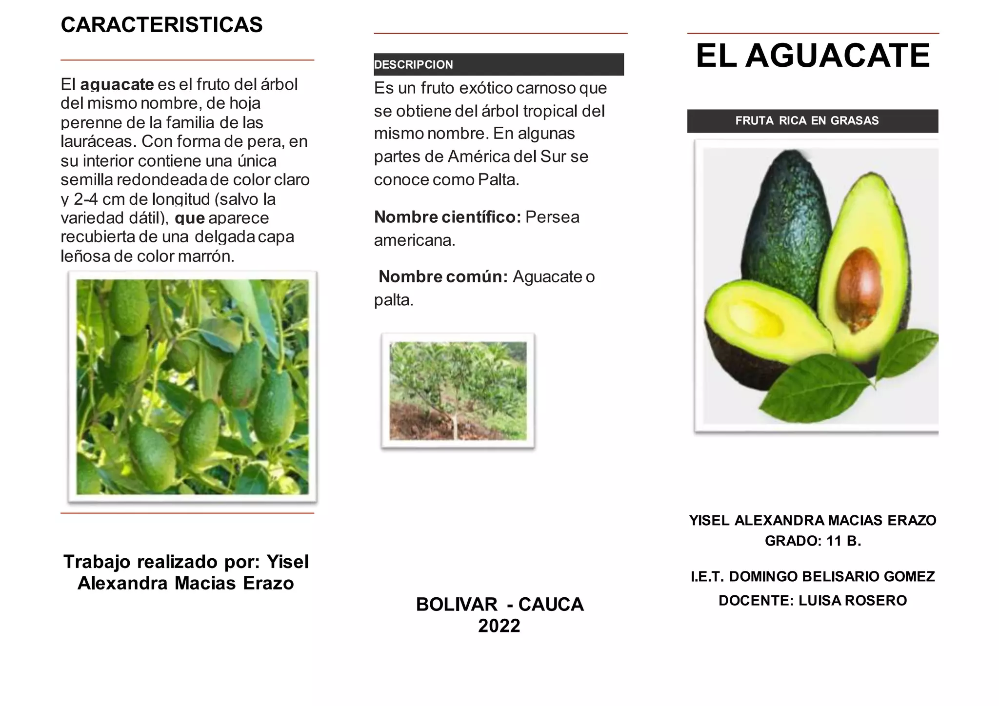 FOLLETO DEL AGUACATE.docx