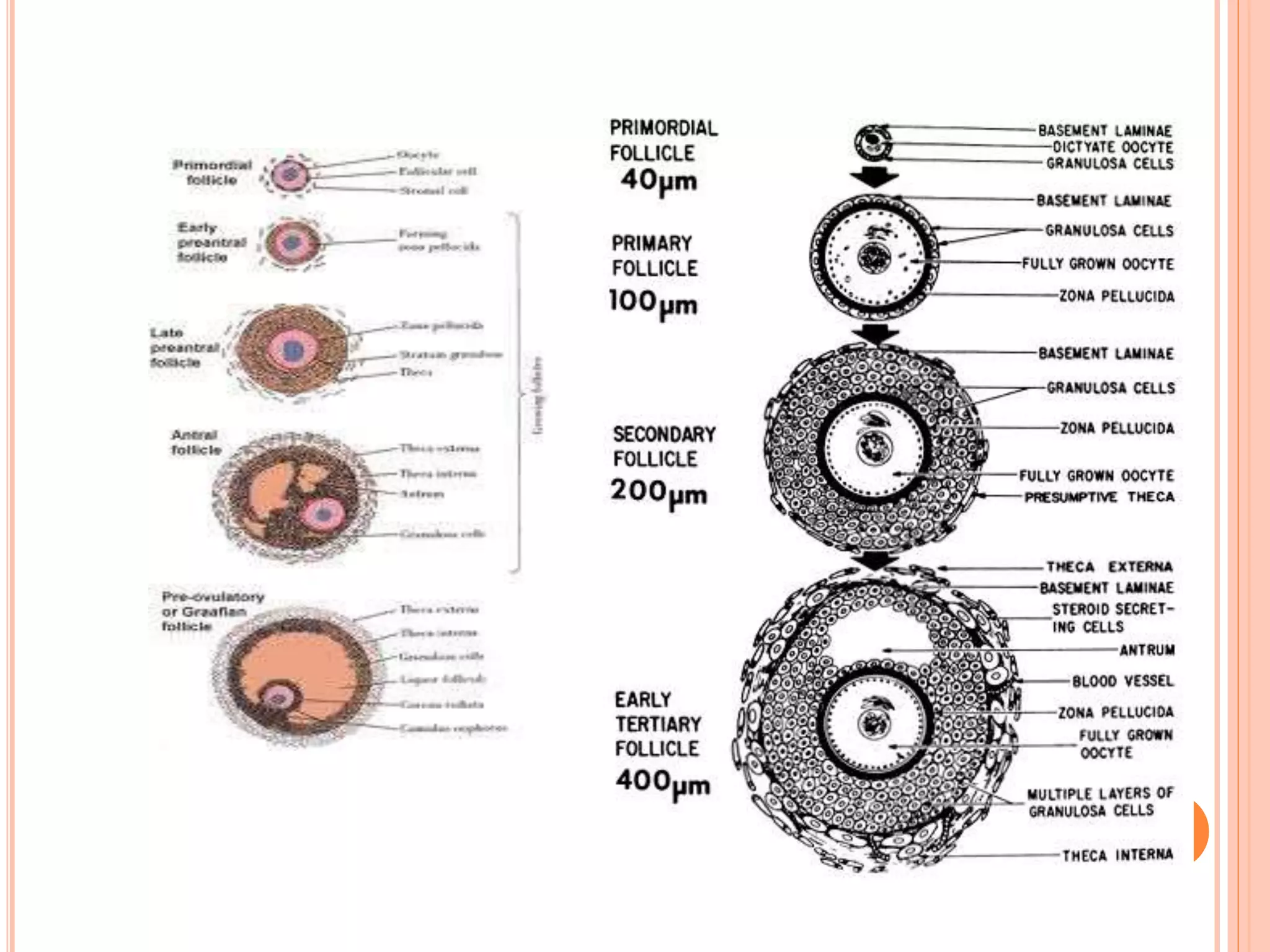 follicular dynamics ppt.pptx