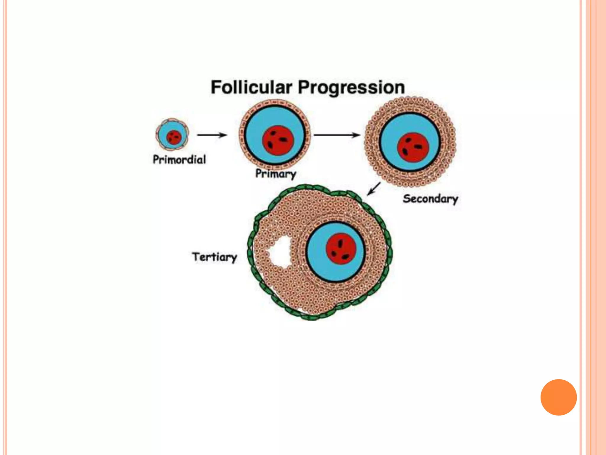 follicular dynamics ppt.pptx