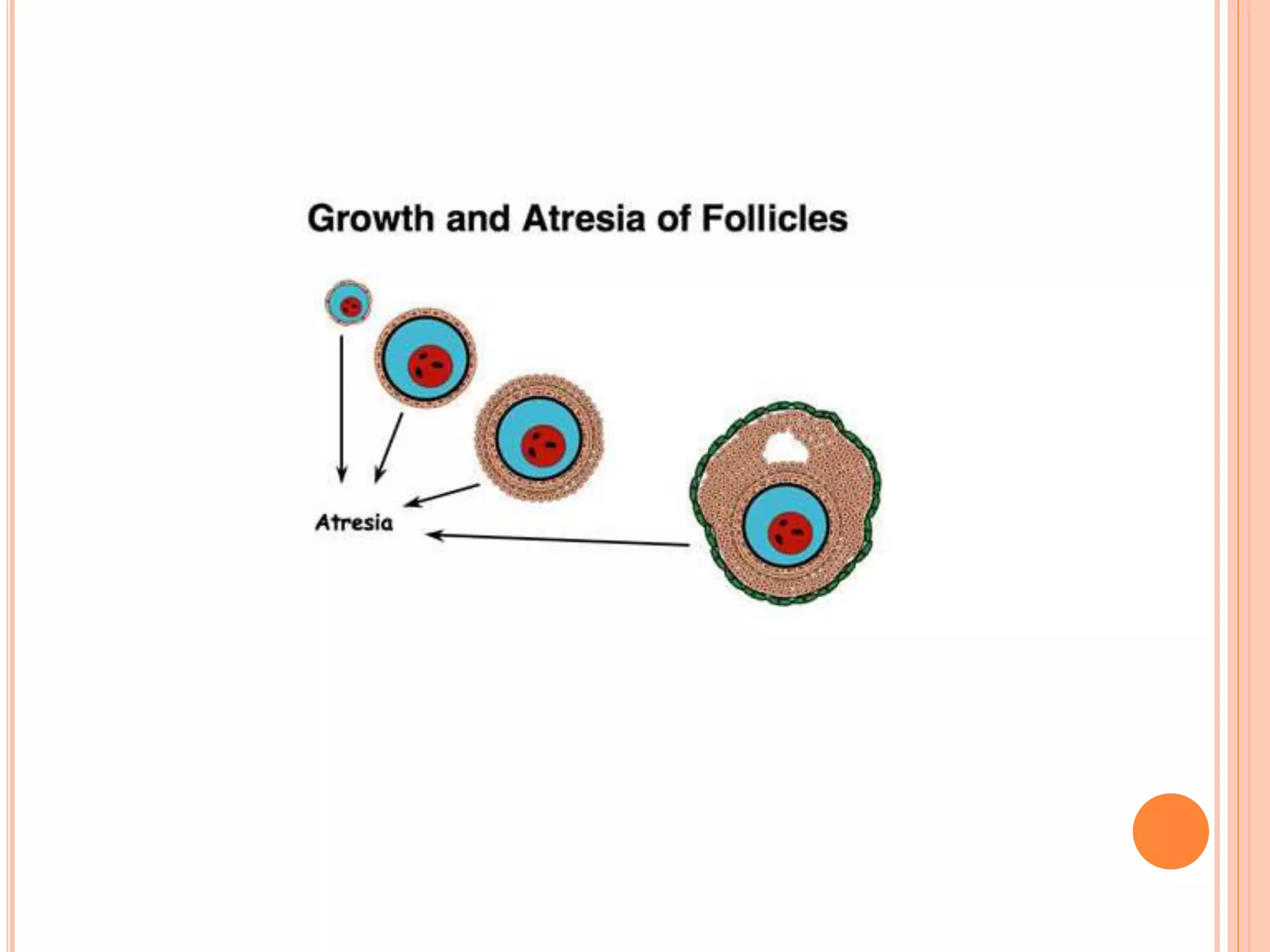 follicular dynamics ppt.pptx