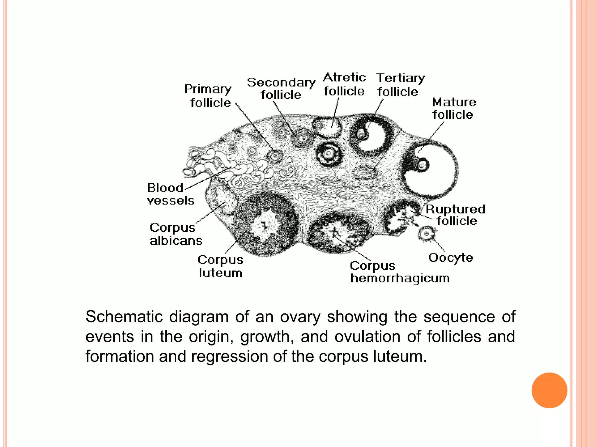 follicular dynamics ppt.pptx