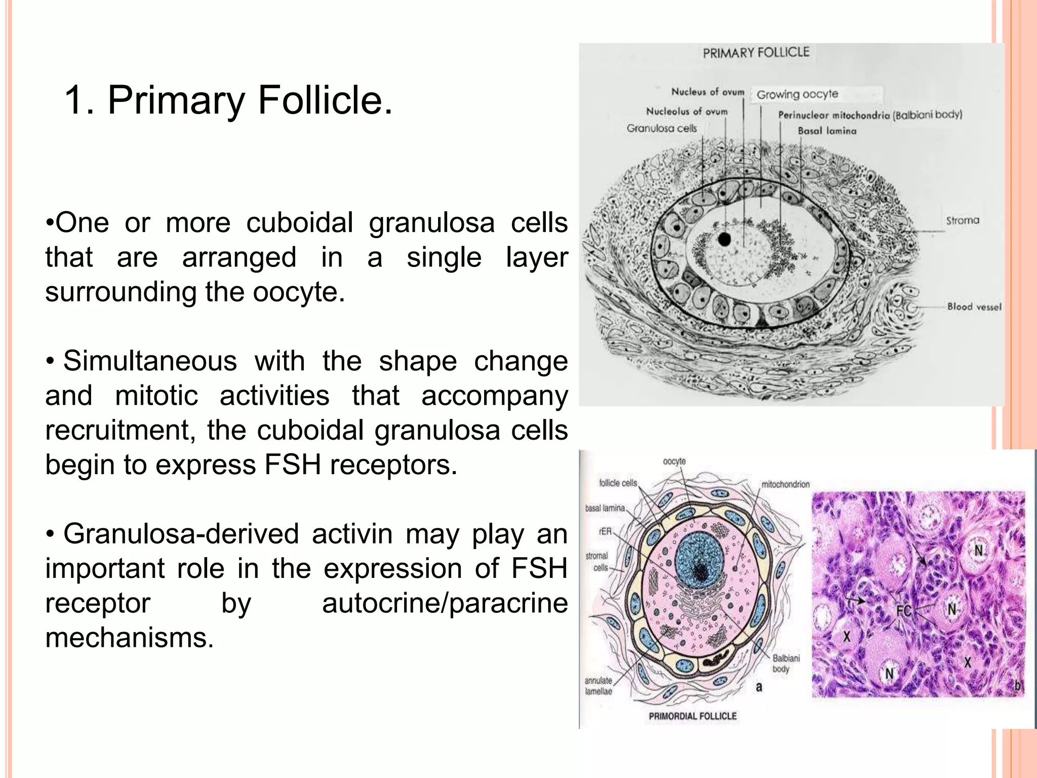 follicular dynamics ppt.pptx