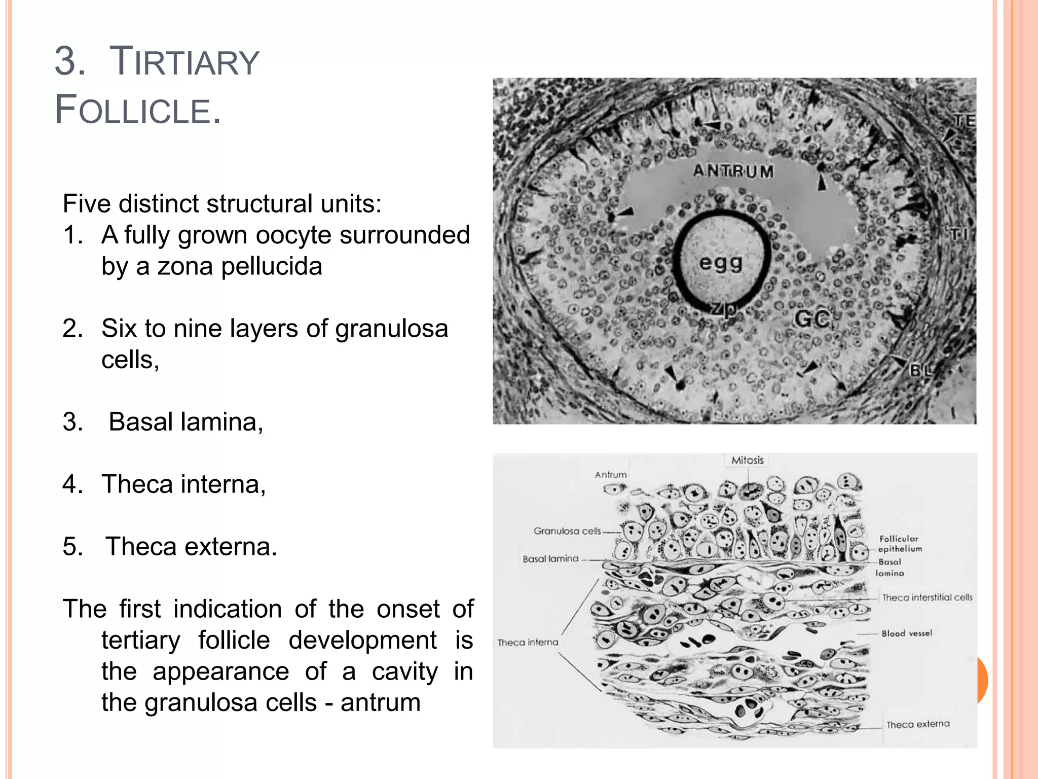 follicular dynamics ppt.pptx