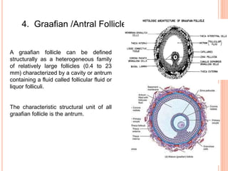 follicular dynamics ppt.pptx