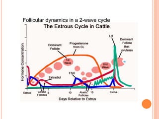 follicular dynamics ppt.pptx
