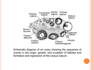follicular dynamics ppt.pptx