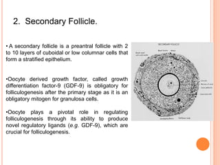 follicular dynamics ppt.pptx