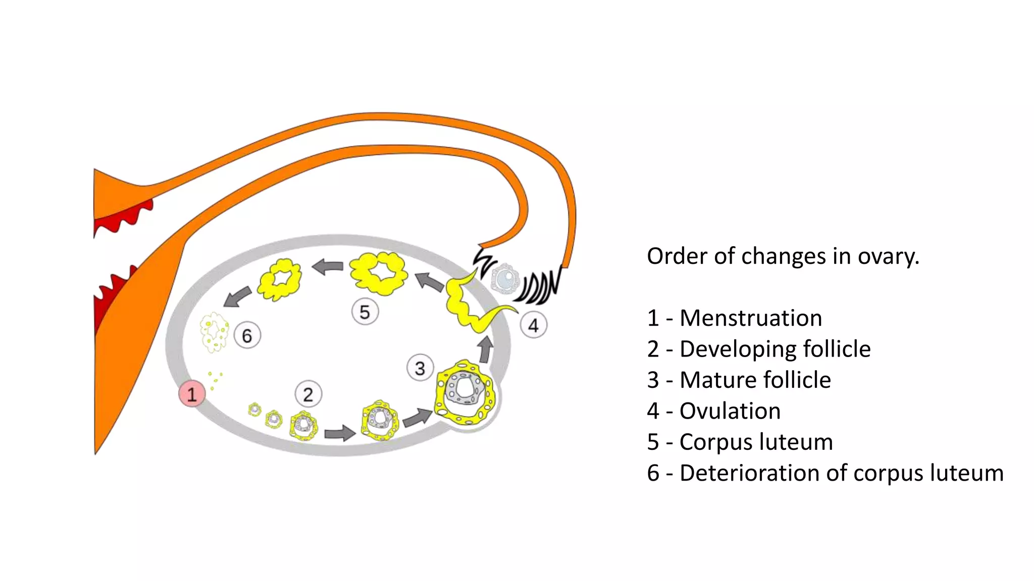 Folliculogenesis.pptx