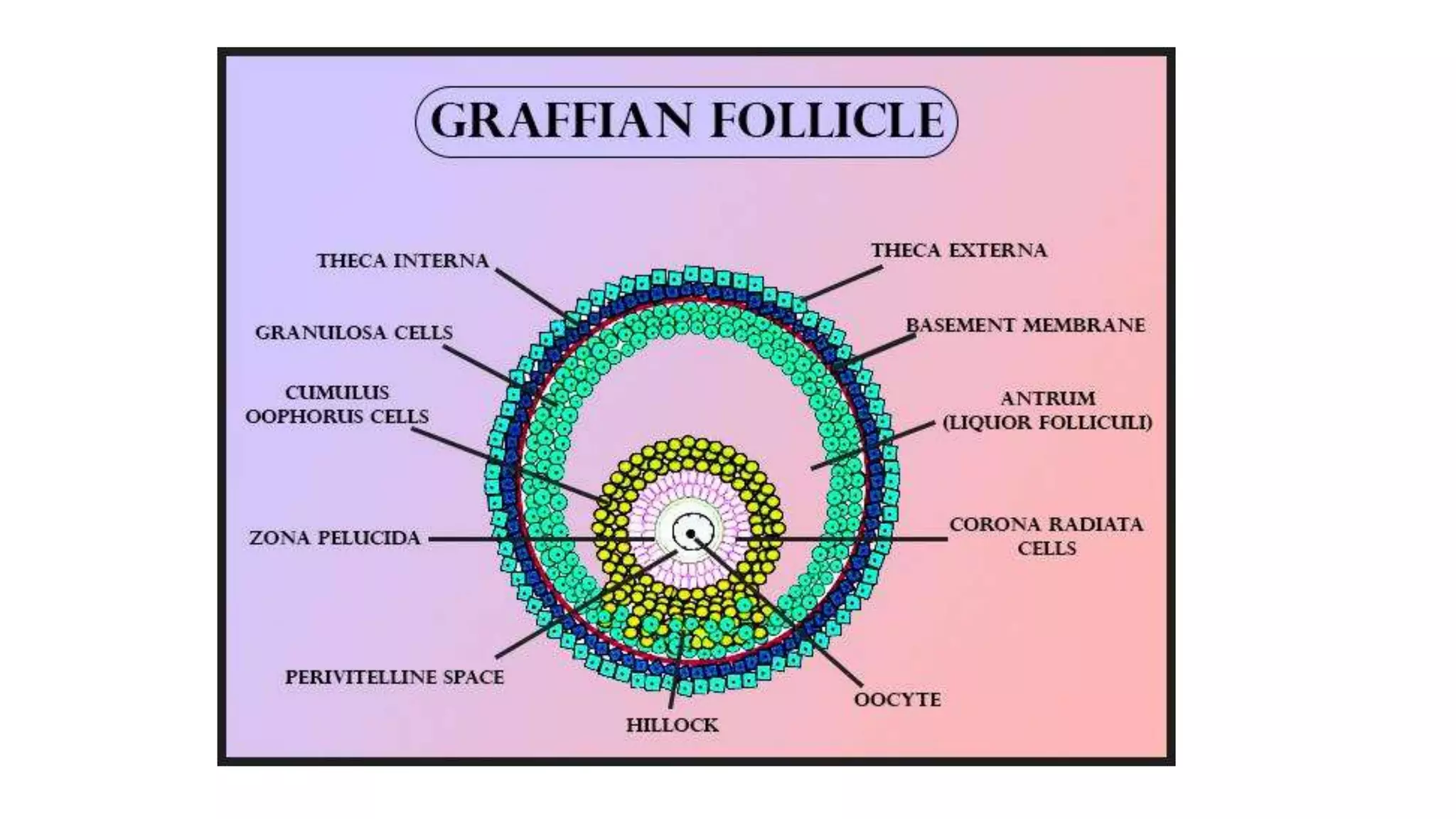 Folliculogenesis.pptx