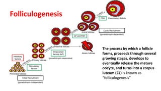 Folliculogenesis.pptx