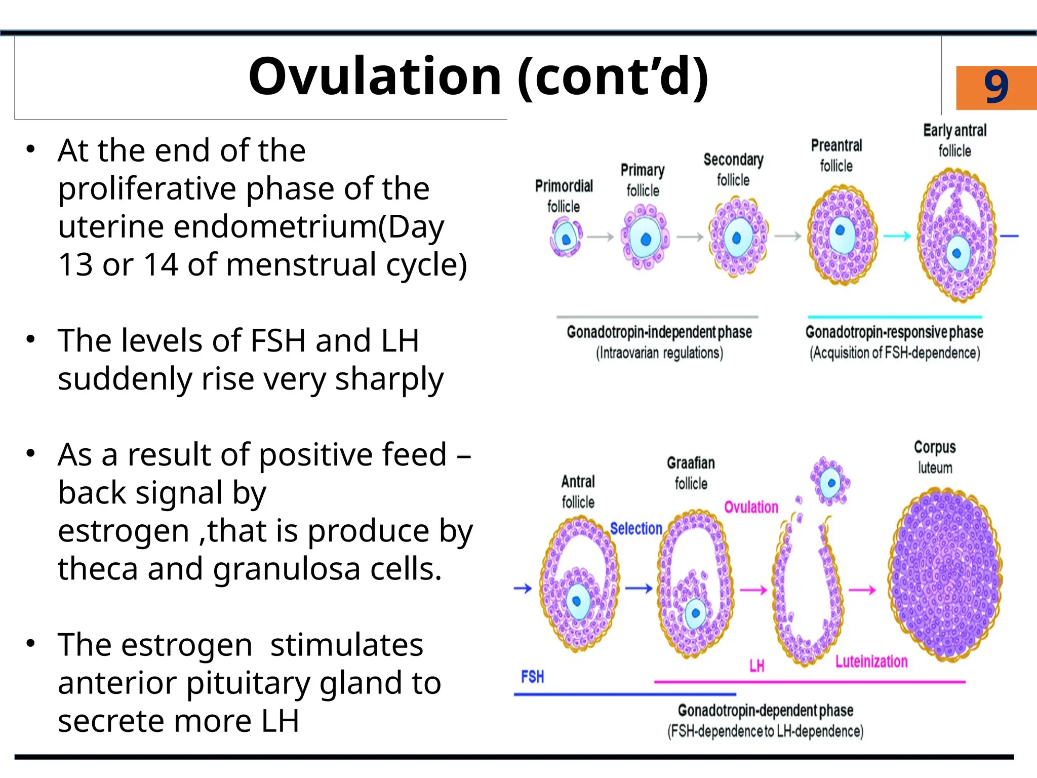 FOLLICULOGENESIS, OVULATION & CORPUS LUTEUM.pptx