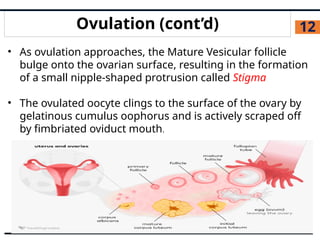 FOLLICULOGENESIS, OVULATION & CORPUS LUTEUM.pptx | Pregnancy | Reproductive Health