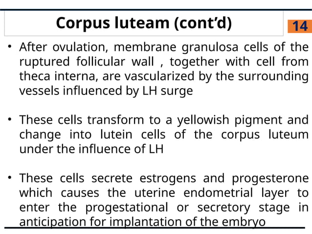 FOLLICULOGENESIS, OVULATION & CORPUS LUTEUM.pptx | Pregnancy | Reproductive Health