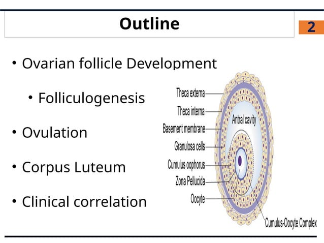 FOLLICULOGENESIS, OVULATION & CORPUS LUTEUM.pptx | Pregnancy | Reproductive Health