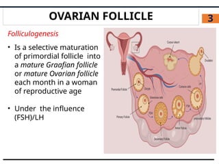 FOLLICULOGENESIS, OVULATION & CORPUS LUTEUM.pptx | Pregnancy ...