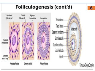 FOLLICULOGENESIS, OVULATION & CORPUS LUTEUM.pptx | Pregnancy ...