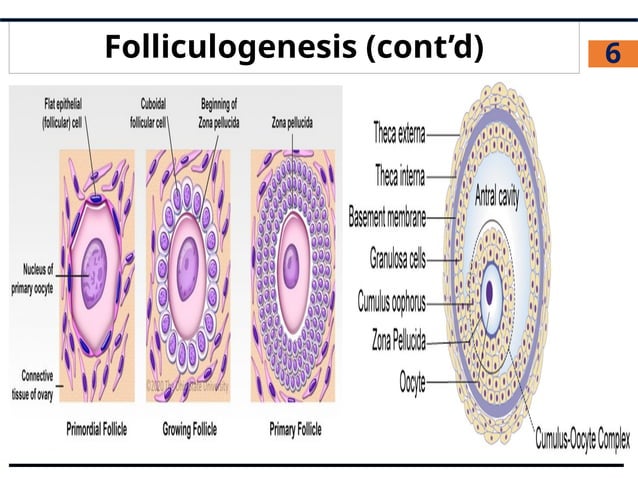 FOLLICULOGENESIS, OVULATION & CORPUS LUTEUM.pptx | Pregnancy ...