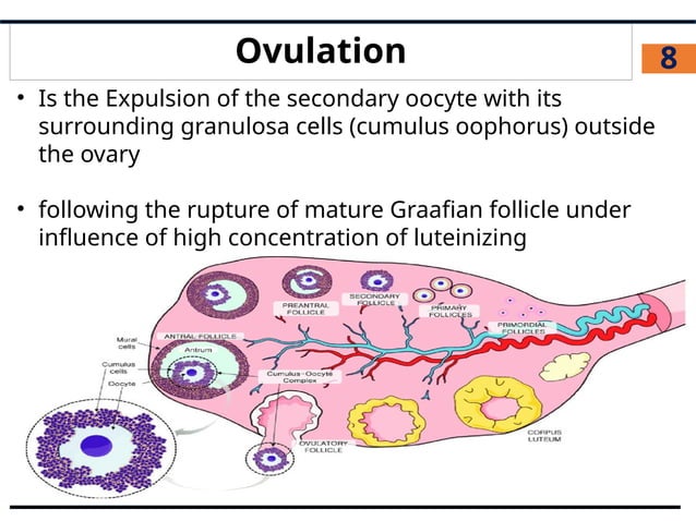 FOLLICULOGENESIS, OVULATION & CORPUS LUTEUM.pptx | Pregnancy | Reproductive Health