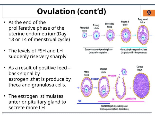 FOLLICULOGENESIS, OVULATION & CORPUS LUTEUM.pptx | Pregnancy | Reproductive Health