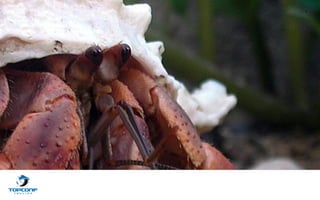 Following OOP Principles - Hermetization In Java - Topconf Tallinn 2017 ...