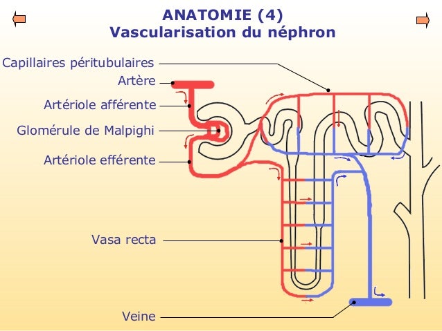 Fonctions renales