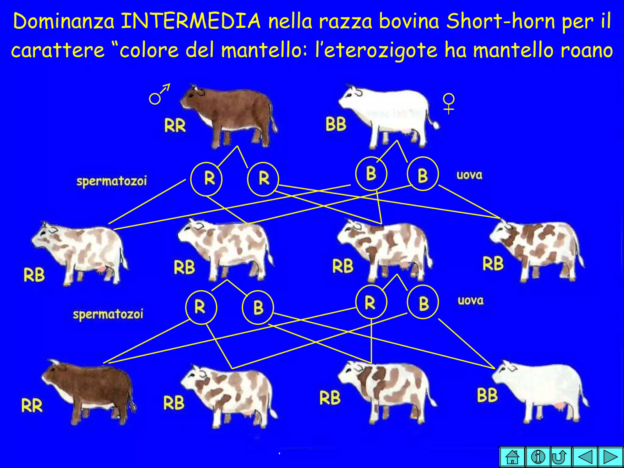 Fondamenti Di Genetica2 | PPT | Genetics | Science