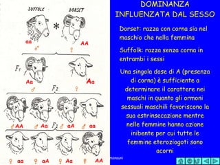 Fondamenti Di Genetica2 | PPT | Genetics | Science