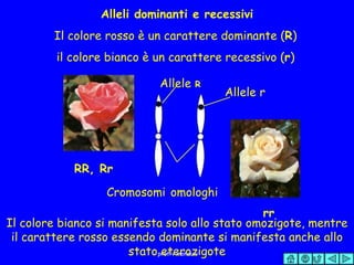 Fondamenti Di Genetica2 | PPT | Genetics | Science