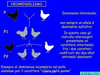 Fondamenti Di Genetica2 | PPT