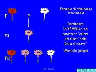 Fondamenti Di Genetica2 | PPT