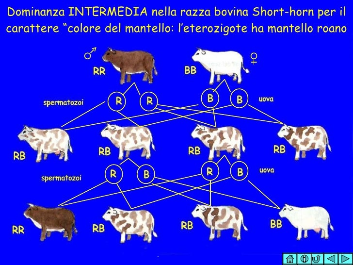 Fondamenti Di Genetica2