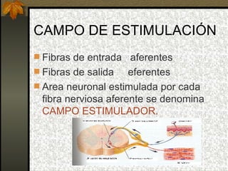 Fondos Y Circuitos Neuronales Mary | PPT