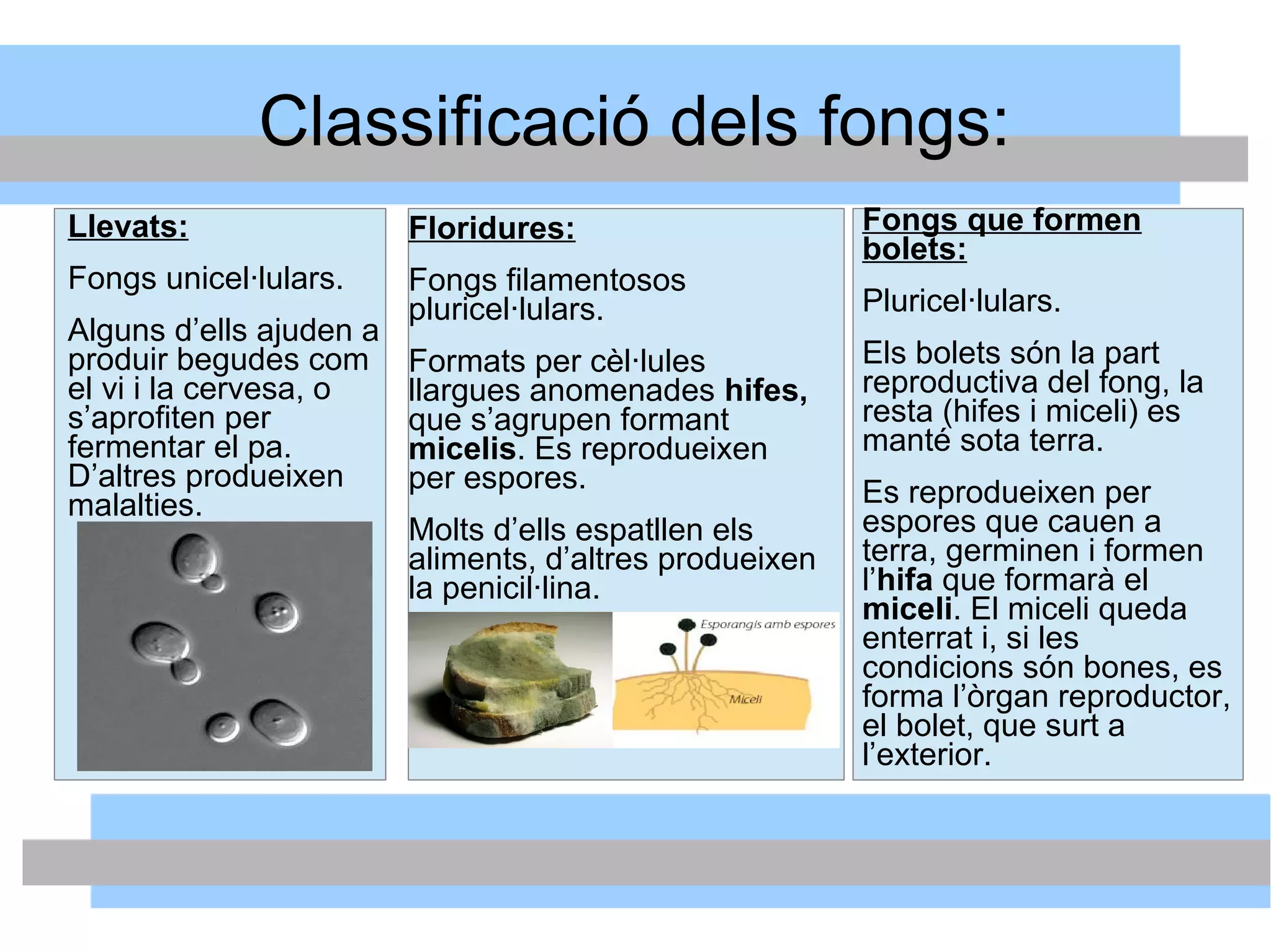 Fongs | PPT