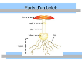 Fongs | PPT