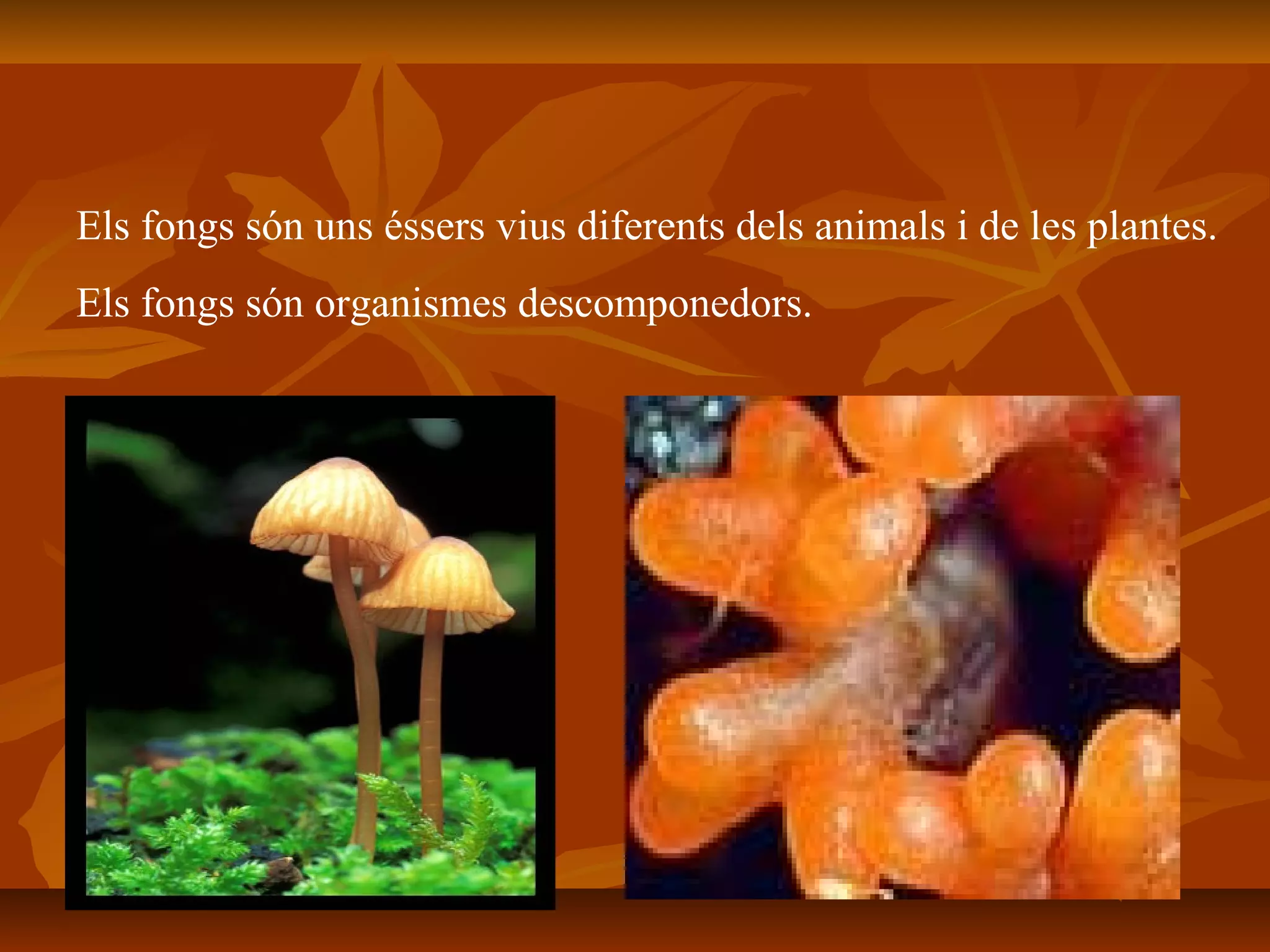 Els Fongs. Gemma, Aurora, Marta | PPT