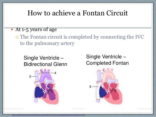 Fontan circulation
