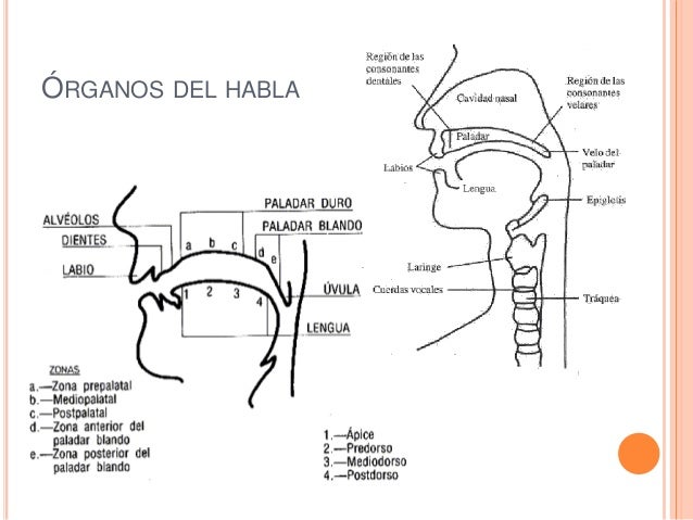 Fonética y fonología