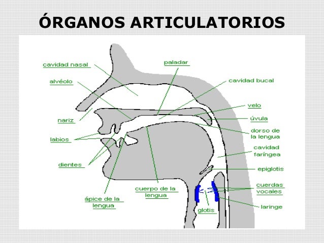 Fonética y fonología 4°