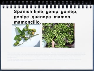 Some local foods in Boquete Panama | PPT