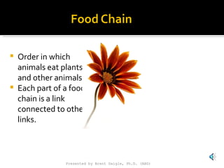 Food Chain | PPT