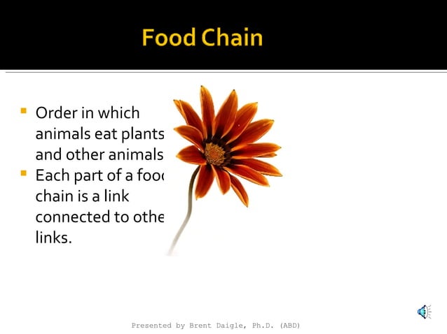 Food Chain | PPT